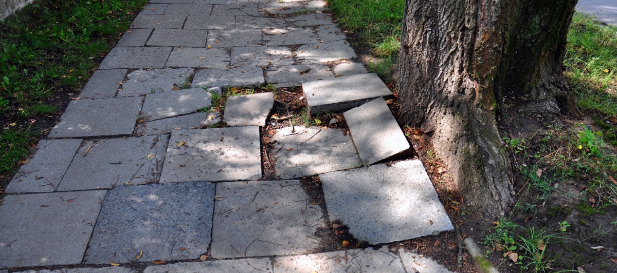 How Tree Roots and Landscaping Can Damage Your Masonry - Turnbull Masonry